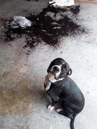 Divertidas fotos de " Perros malvados " te sacarán una sonrisa