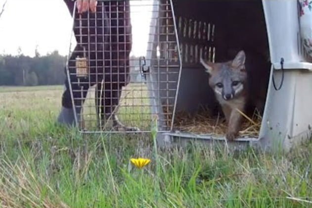 Animales libres por primera vez | Notas de Mascotas