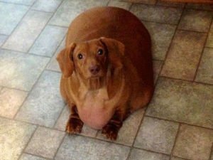 Perro con sobrepeso logra bajar 20 kilos | Notas de Mascotas