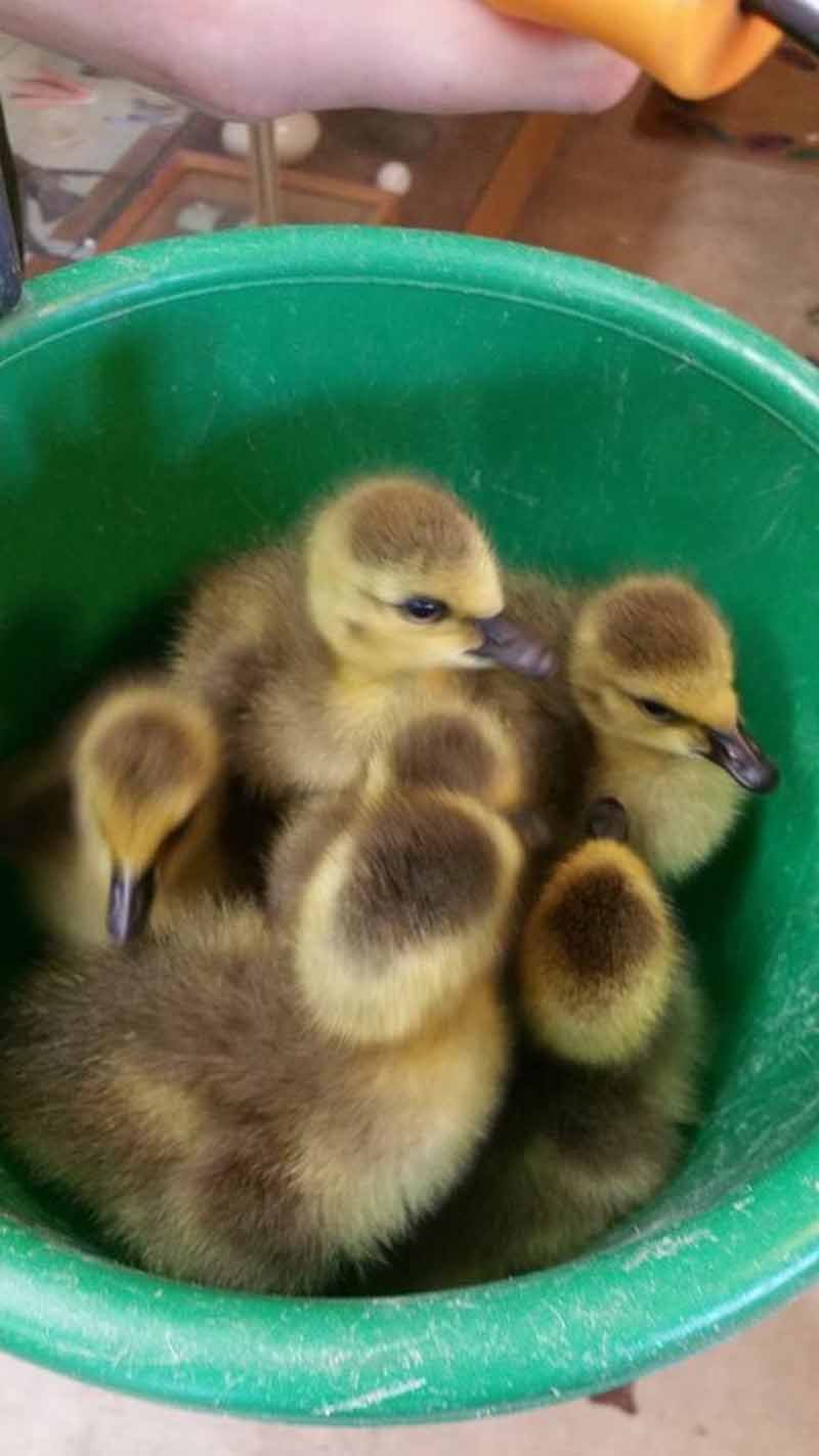 Gansa que le incendiaron sus huevos adopta gansos bebés