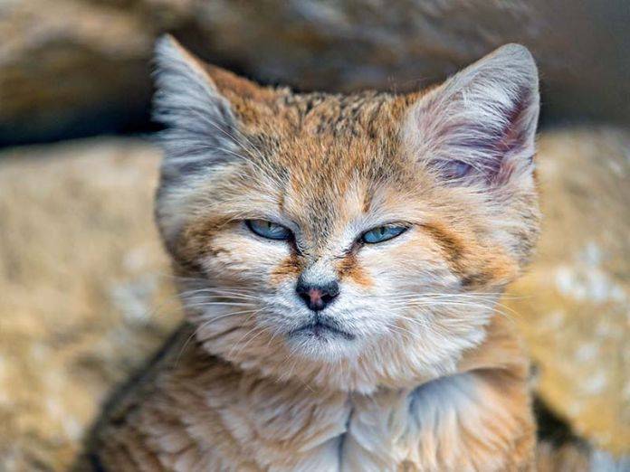 Conoce al gato de las arenas o gato del desierto | Notas de Mascotas