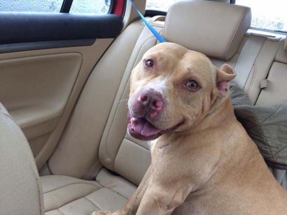 Perro decepcionado porque fue abandonado nuevamente