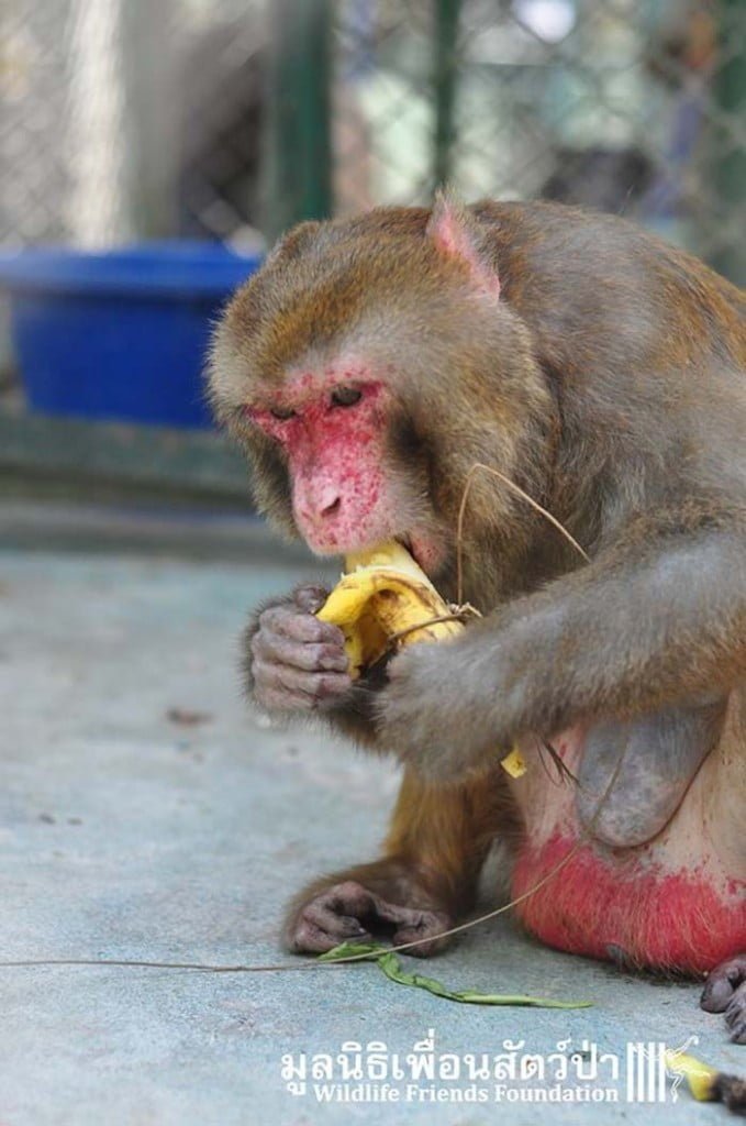 Rescatan a un mono atrapado 25 años entre dos edificios