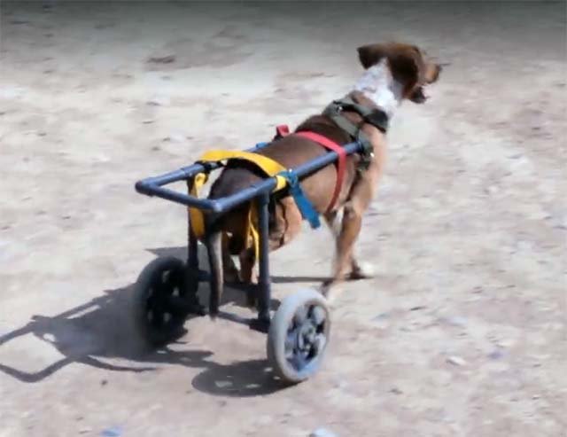 El perro parapléjico que luchó hasta que pudo volver a caminar