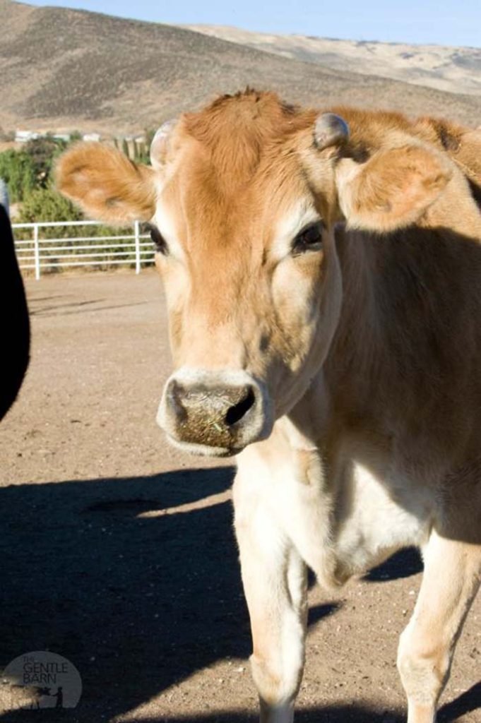 Vaca llora de emoción al reencontrarse con su bebé perdido