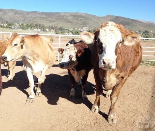 Vaca llora de emoción al reencontrarse con su bebé perdido