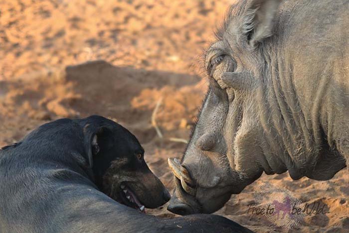 Un jabalí es amigo de un babuino que sube a su espalda