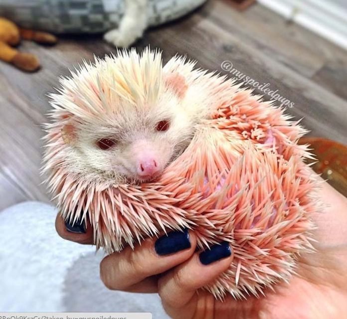 Erizo tinturado por diversión fue abandonado y ahora lo adoptaron
