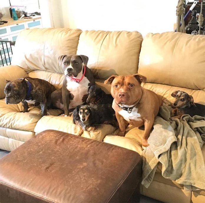 Este perro no ha dejado de sonreír desde que fue adoptado