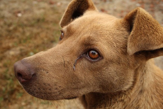 Enfermedad del gusano del corazón en perros o dirofilariasis canina