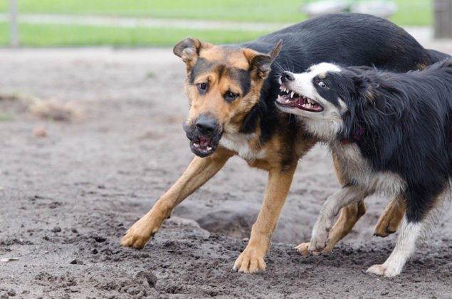 ¿Cómo evitar una pelea de perros? Te explicamos qué hacer