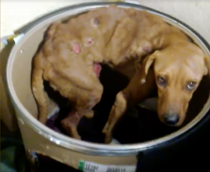 Perro con tumores cancerosos tuvo una maravillosa recuperación