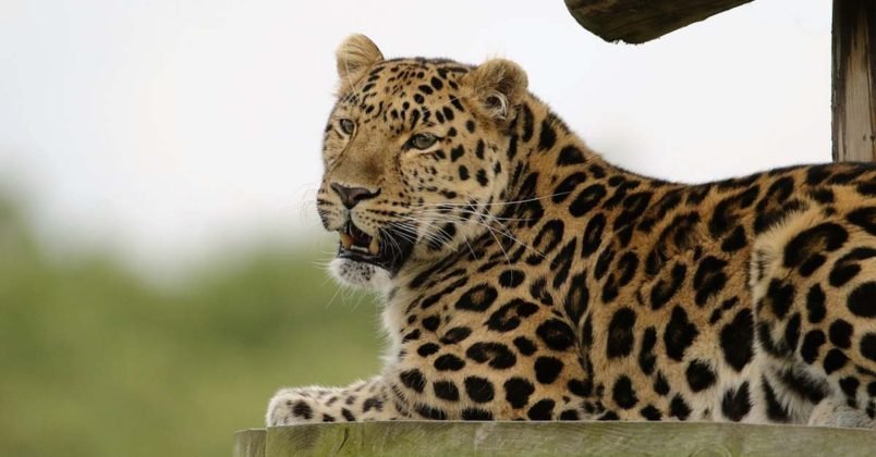 Animales Carnívoros Curiosidades Características Y Ejemplos