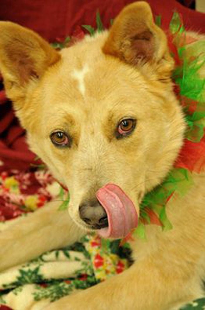 Refugio animal está celebrando que todos los perros fueron adoptados