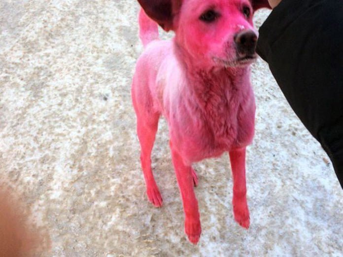 Perro fue teñido de color rosa y la policía busca a los responsables