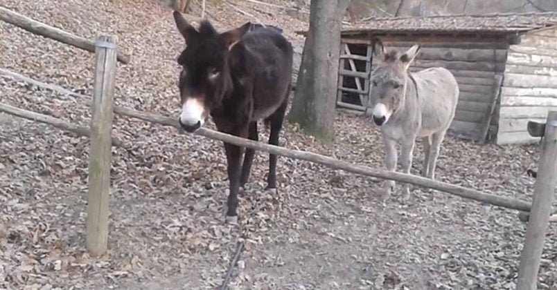 Este burro sorprende con su inteligencia al evitar saltar una cerca