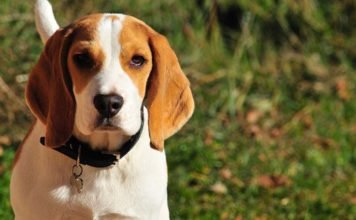 Beagle, cuidados, características y curiosidades | Notas de Mascotas