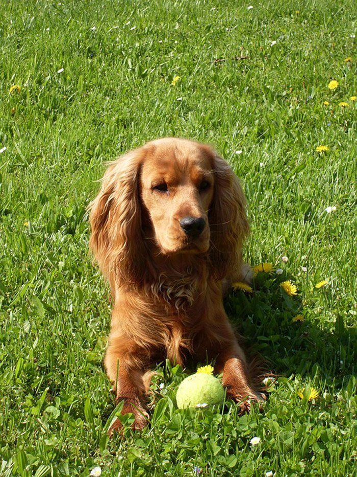 Cocker spaniel, cuidados, características y curiosidades