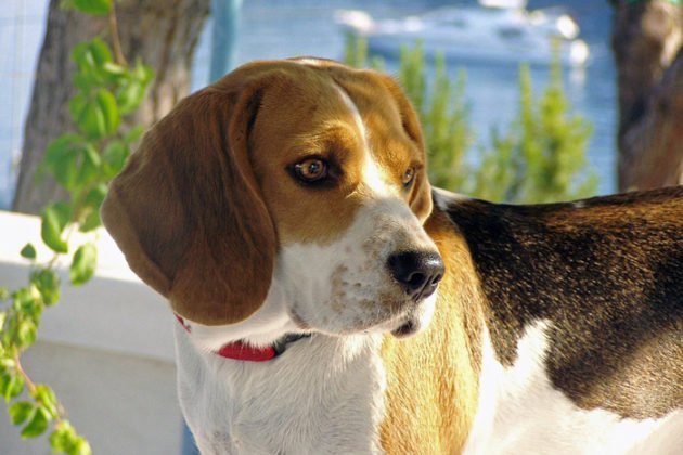 Perros beagle, cuidados, características y más ? Notas de Mascotas