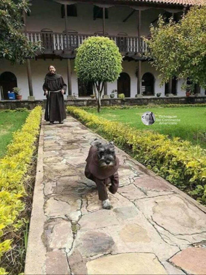 Este perro fue adoptado por franciscanos y es llamado "Fray Bigotón"