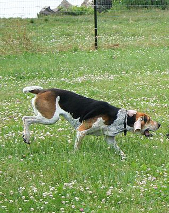 Foxhound, cuidados, comportamiento y características