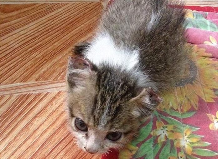Esta gata fue rescatada después de que cosieron sus ojos y nariz