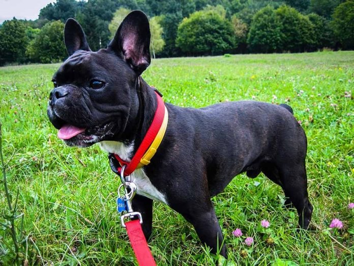 Bulldog francés, cuidados, características y comportamiento