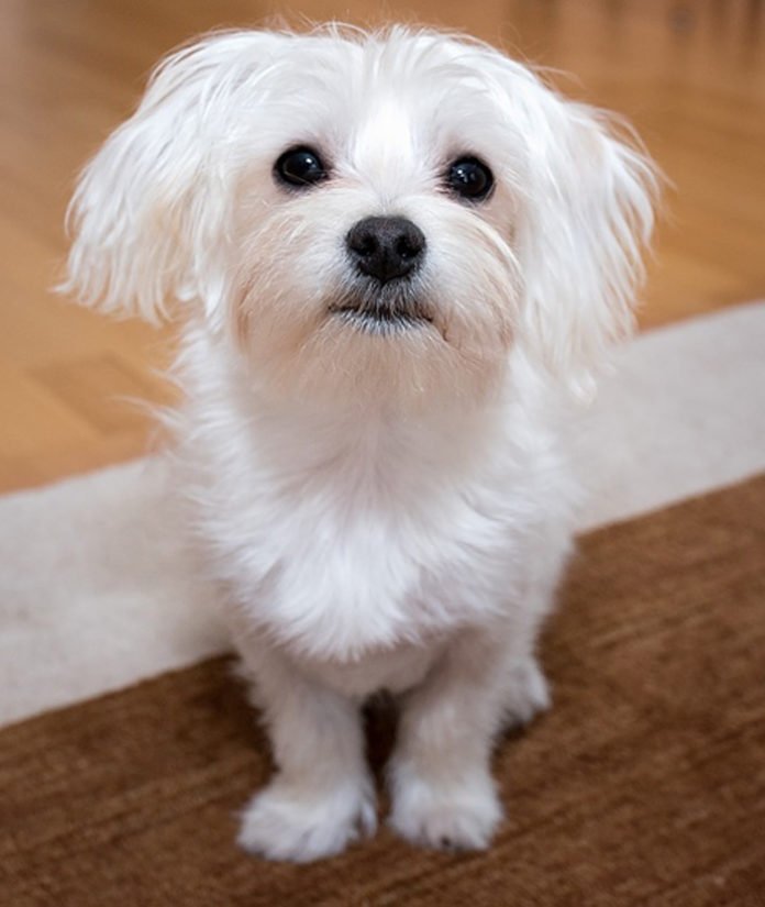 Bichón maltés, cuidados, características y curiosidades