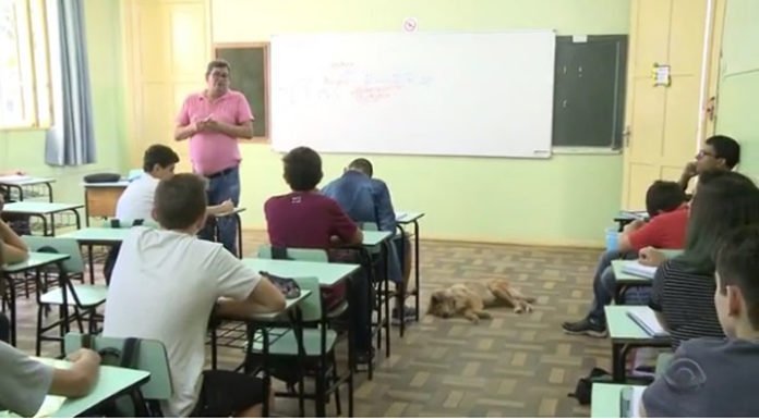 Este adorable perro vive en una escuela desde hace 16 años