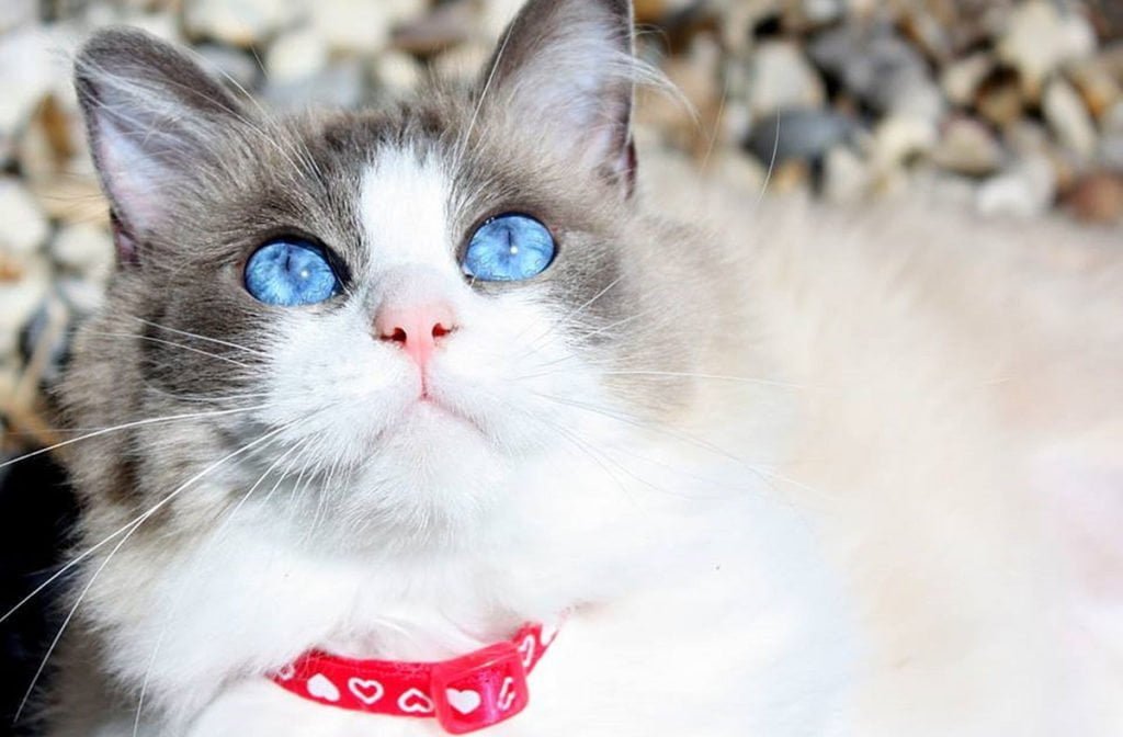 Gato ragdoll, cuidados, comportamiento y características