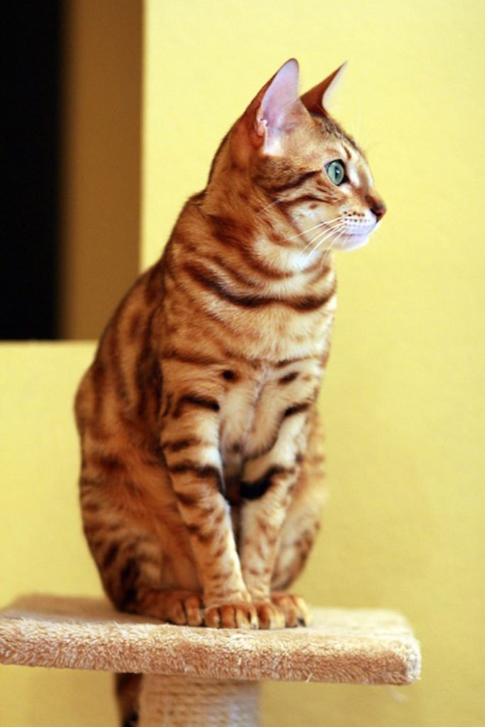 Gato bengalí o bengala ? Cuidados, características y curiosidades