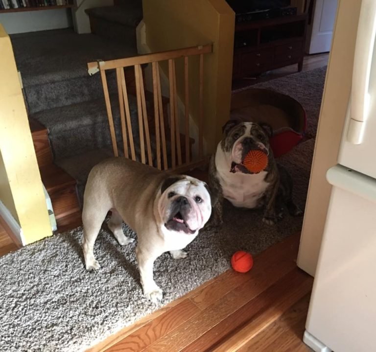 Bulldog le encantan las películas de terror y ladra cuando hay peligro