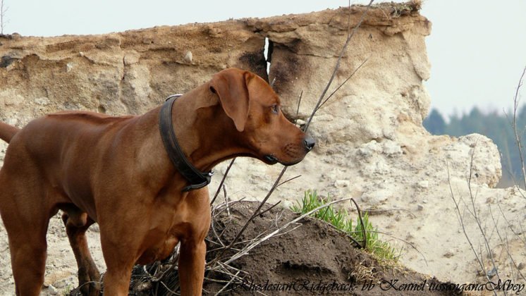 Rhodesian Ridgeback, cuidados, comportamiento y características