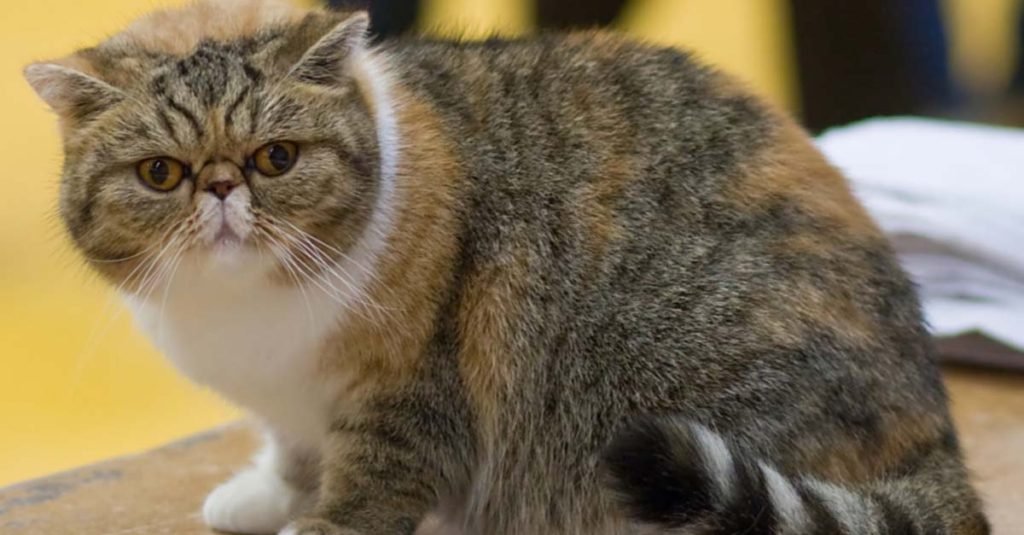 Gato exótico, comportamiento, características y cuidados