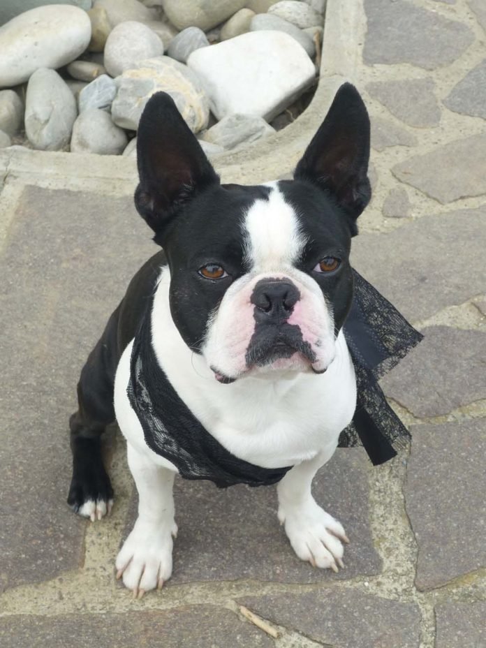 Boston Terrier, cuidados, comportamientos y características
