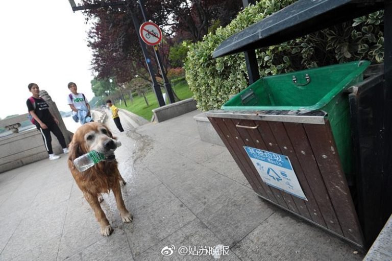 Este perro ha limpiado la basura de un río en China por 10 años