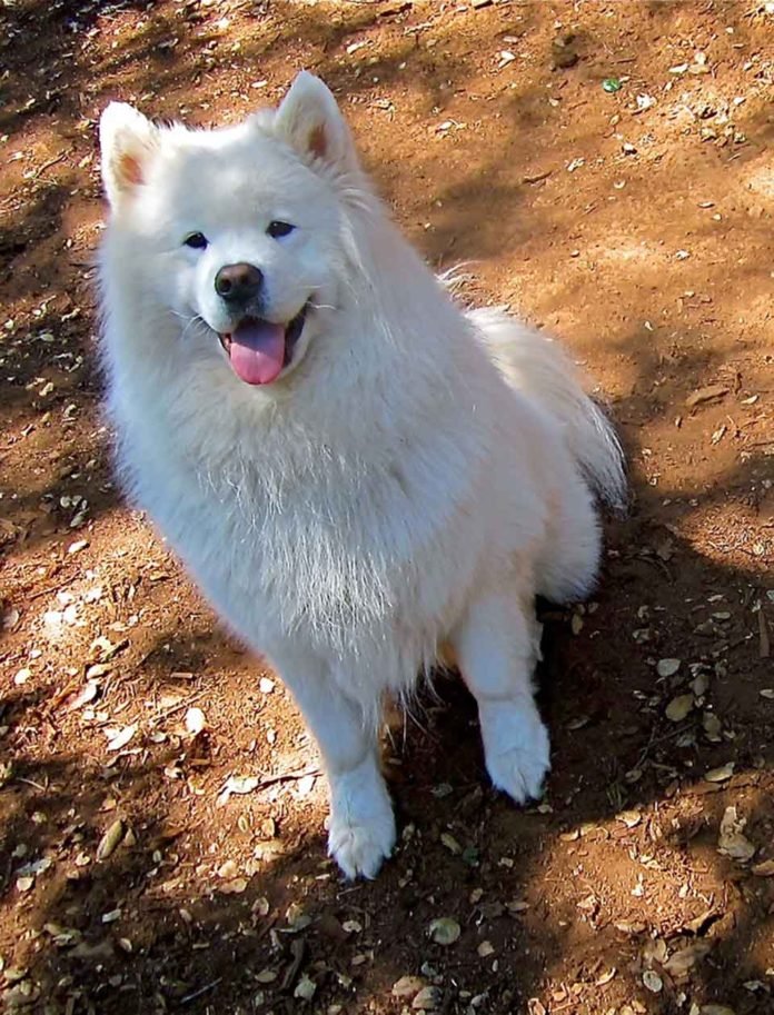 Samoyedo, cuidados, comportamiento y curiosidades
