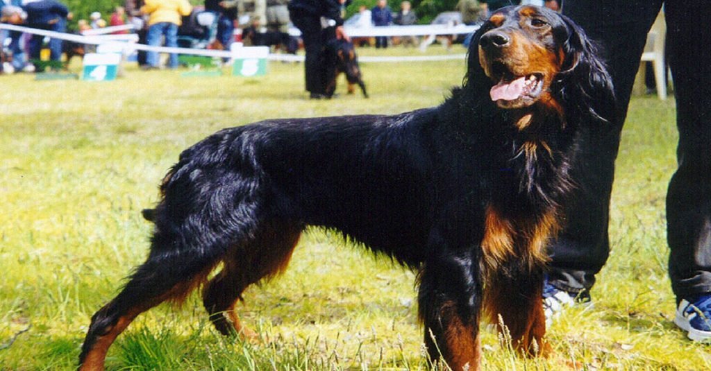 Gordon setter o Setter escocés, cuidados, características y curiosidades