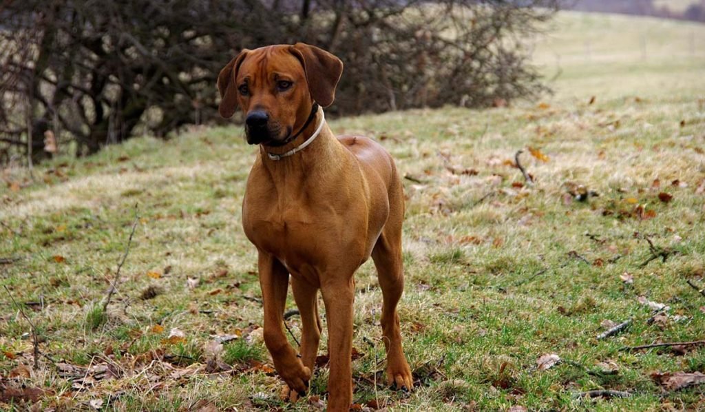 Rhodesian Ridgeback, cuidados, comportamiento y características