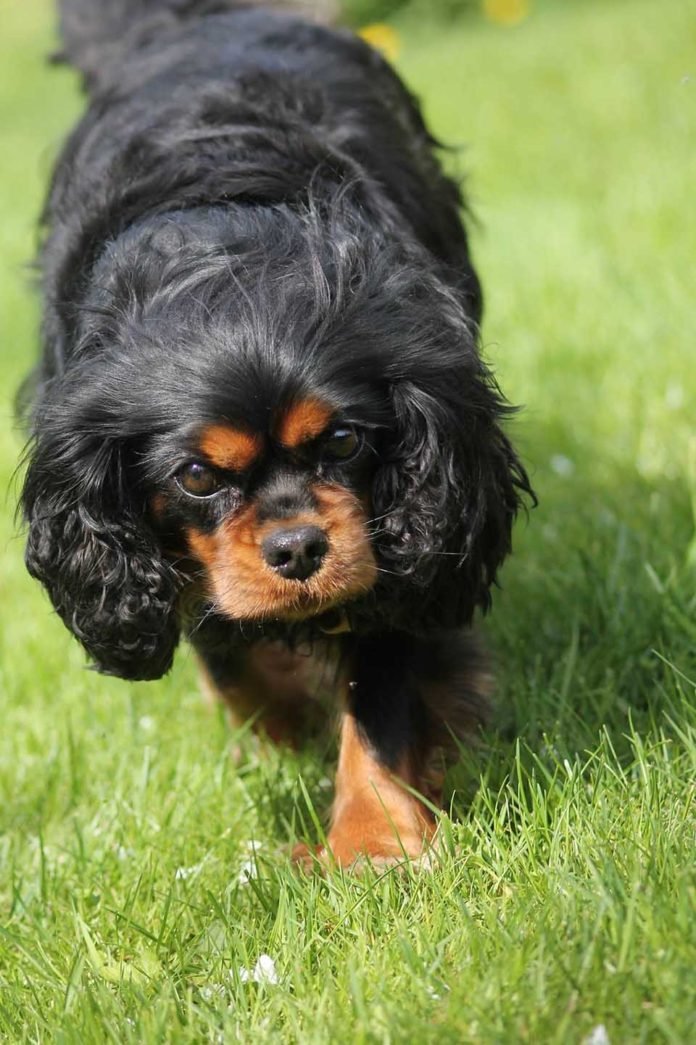 Cavalier King Charles Spaniel, cuidados, comportamiento y curiosidades
