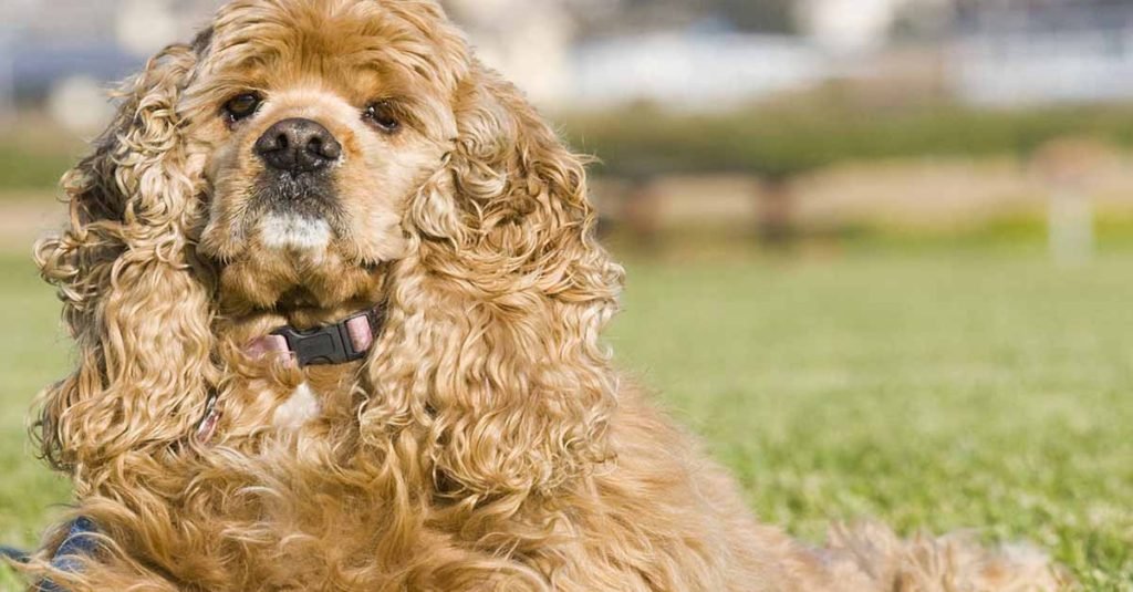 Cocker spaniel americano, cuidados, comportamiento y características