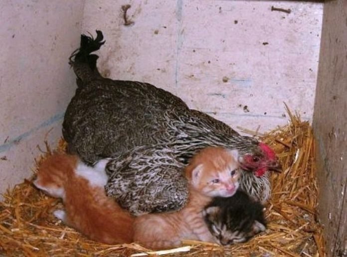 Estas gallinas demuestran que el amor maternal no tiene límites