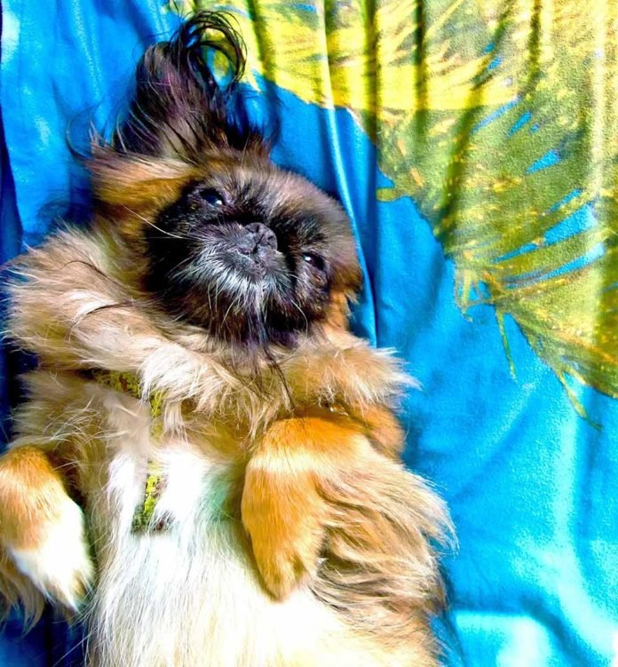 Pekinés o pequinés, cuidados, características y curiosidades
