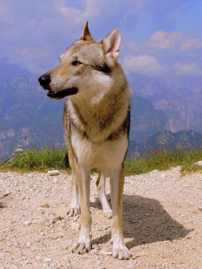 Perro lobo o wolfdog, cuidados, comportamiento y curiosidades