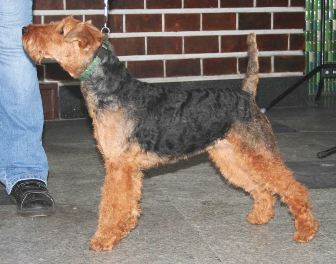 Welsh terrier o Terrier galés, cuidados, características y curiosidades