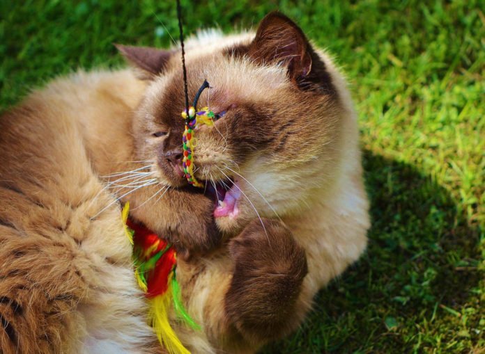 Causas del vómito en gatos, tratamiento y recomendaciones