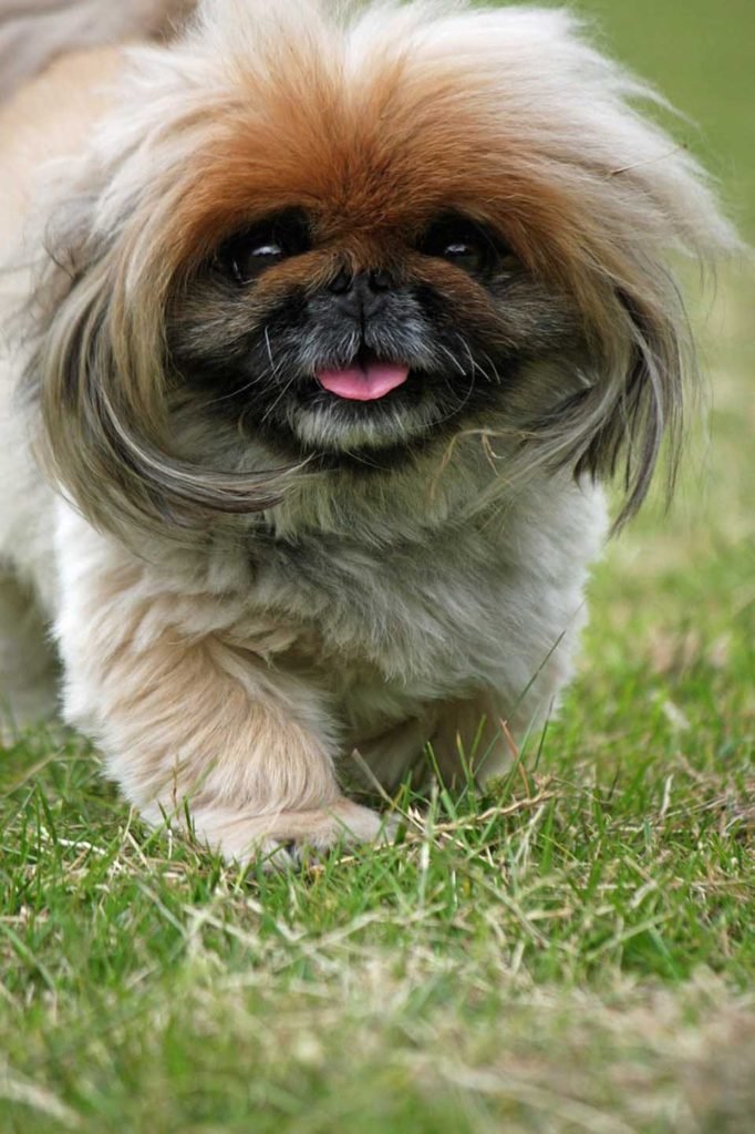Pekinés o pequinés, cuidados, características y curiosidades