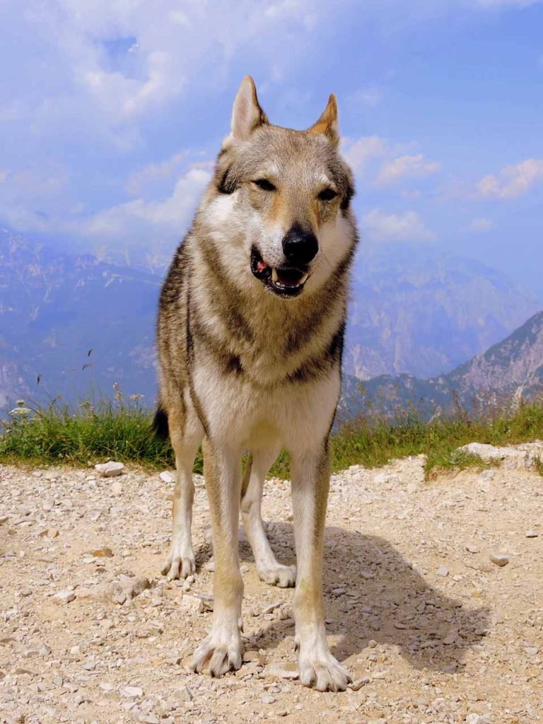 Perro lobo o wolfdog, cuidados, comportamiento y curiosidades