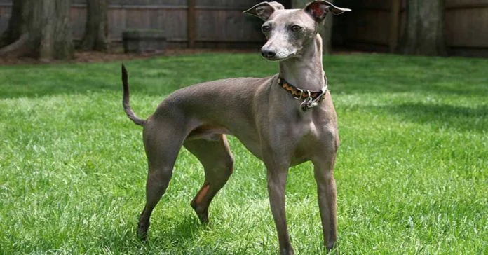 Galgo Italiano, comportamiento, características y cuidados