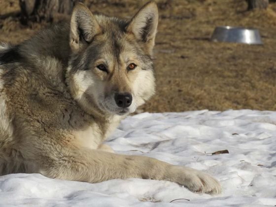 Perro lobo o wolfdog, cuidados, comportamiento y curiosidades